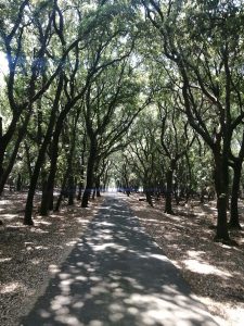 Nacionalni park Brijuni – kako provesti dan na otoku • Travelina